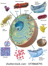 CELLVERSE — Cells, Interactives & 3D Plant Cell