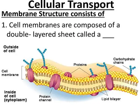 CELLVERSE — Cells, Interactives & 3D Plant Cell