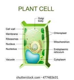 CELLVERSE — Cells, Interactives & 3D Plant Cell